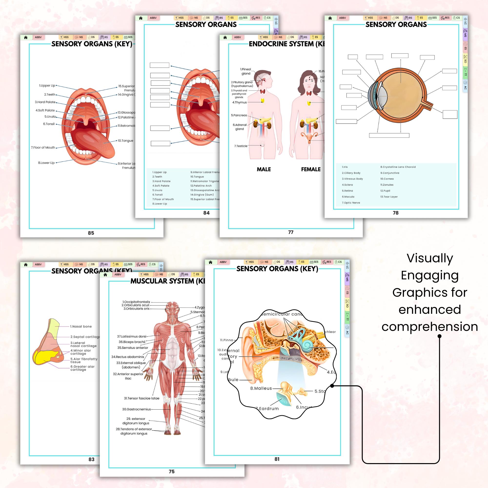 Anatomy Labeling Workbook | Human Body Systems Printable | Nursing ...