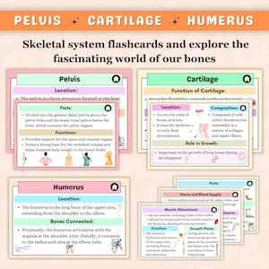 Skeletal Flashcards | Skeletal System Flashcards | Study Guide ...
