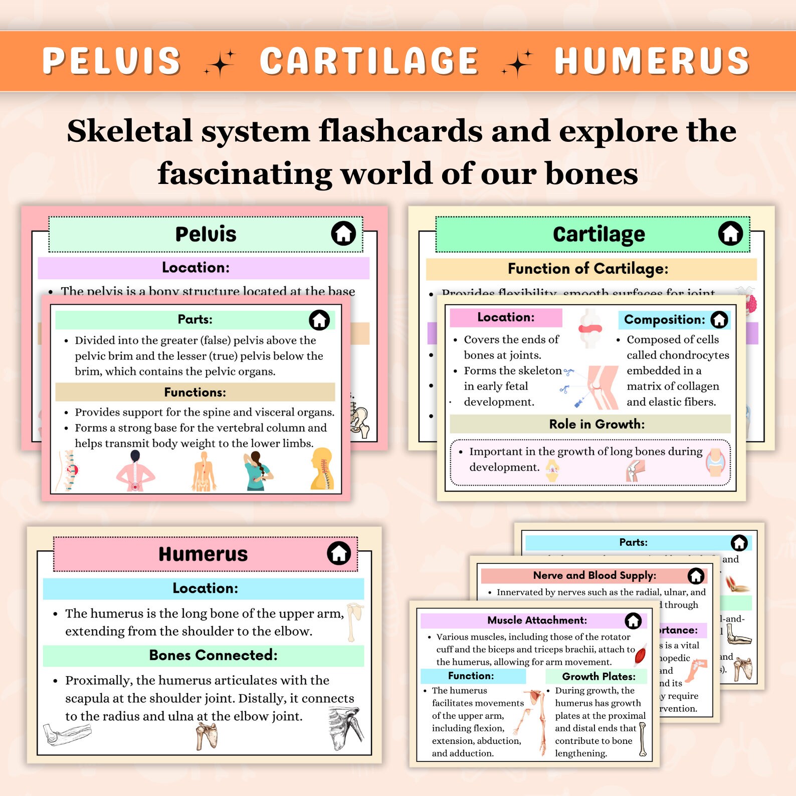 Skeletal Flashcards | Skeletal System Flashcards | Study Guide ...