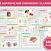 Anatomy & Physiology Bundle With Flashcards and Stickers - Etsy UK