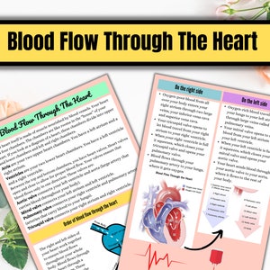 Cardiovascular System Anatomy Notes Instant Download Cardiac Nurse ...