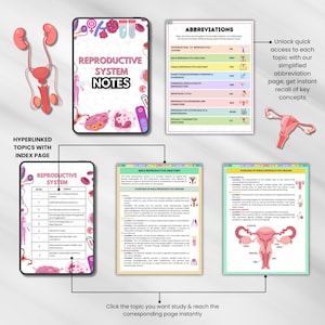 Reproductive System Notes Fully Hyperlinked 30+ Sheets | Study Guide ...