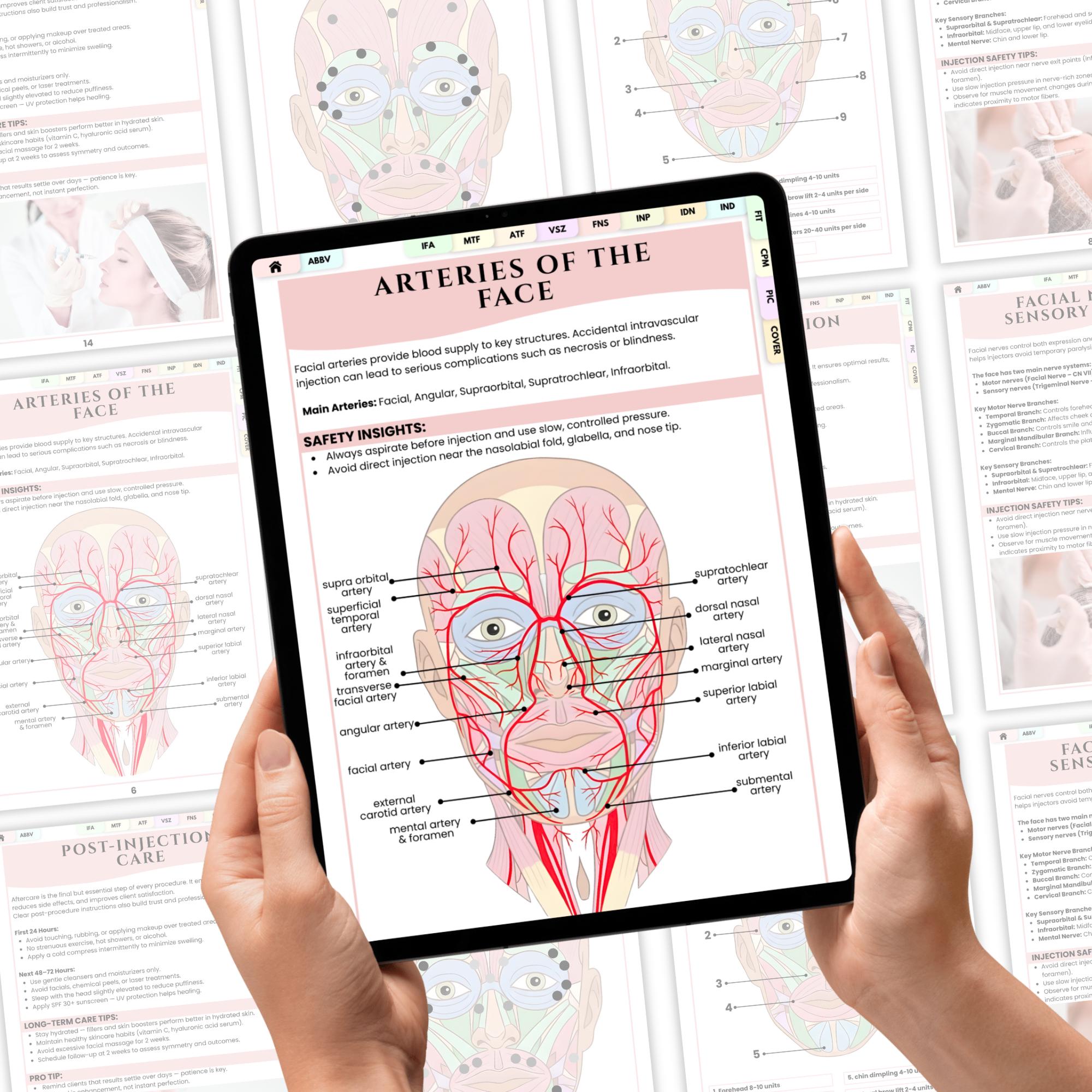 Aesthetic Nurse Injector Anatomy Guide | Facial Anatomy for Injectors ...