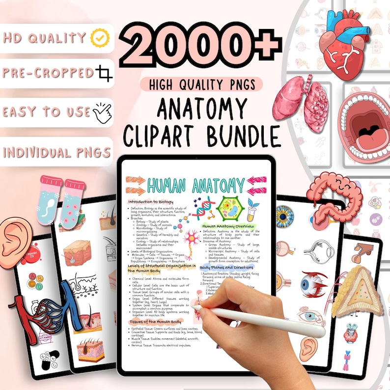 Anatomy Clipart Bundle | Medical & Nursing Education | 2000+ Human ...