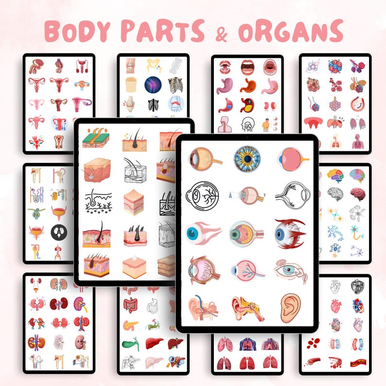 Anatomy Clipart Bundle | Medical & Nursing Education | 2000+ Human ...