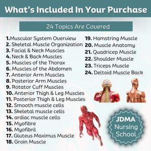 Muscular System Flashcard Fully Hyperlinked | Nursing Bundle | Medical ...