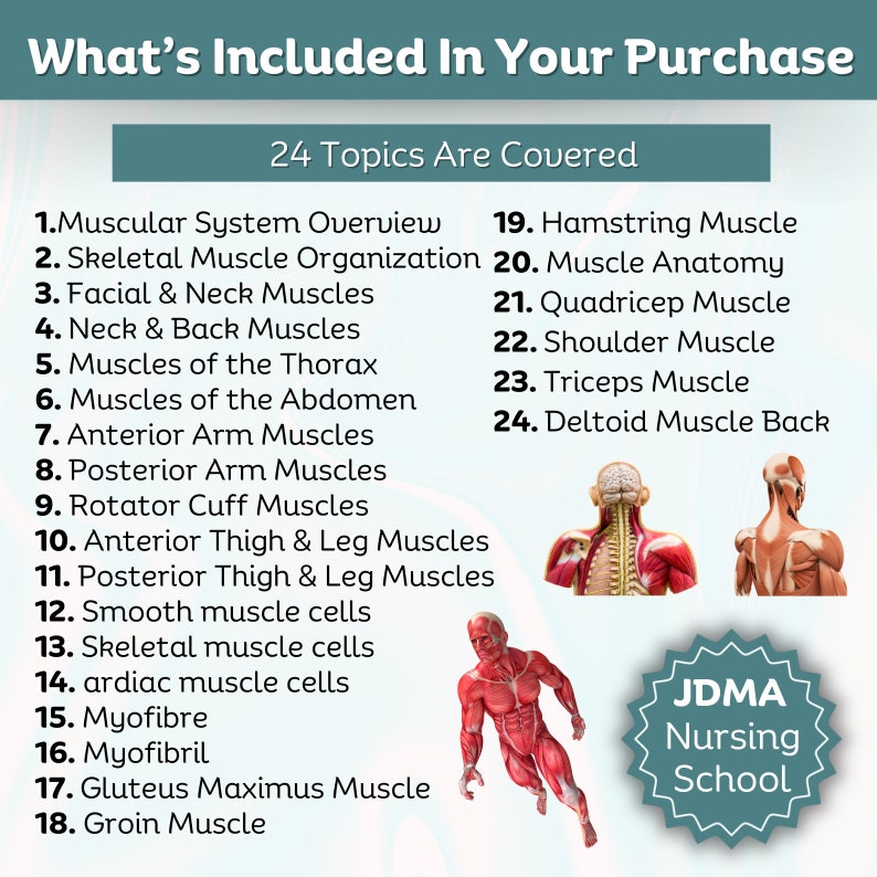 Muscular System Flashcard Fully Hyperlinked | Nursing Bundle | Medical ...