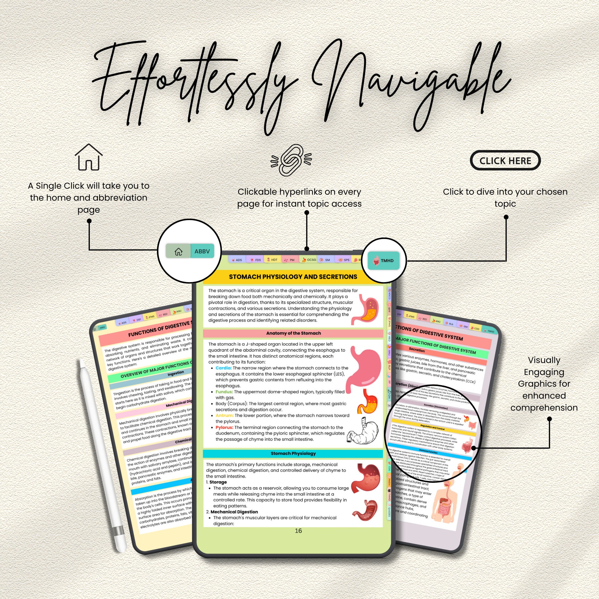 Digestive System Bundle With Flashcards, Svg’s, Quiz or Sticker | Human ...