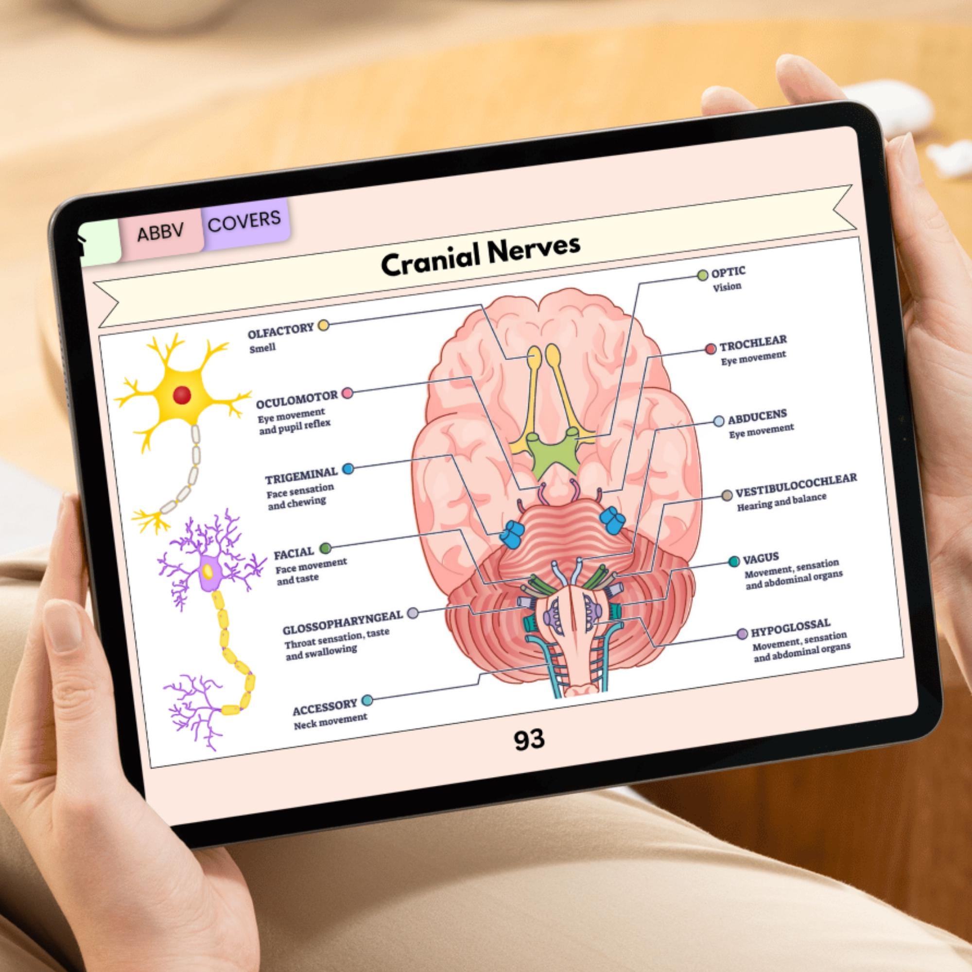 Anatomy Brain Flashcards Hyperlinked Bundle, Anatomy and Physiology ...