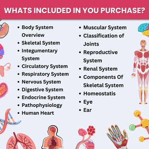 Anatomy & Physiology Bundle With Flashcards and Stickers | Anatomy ...