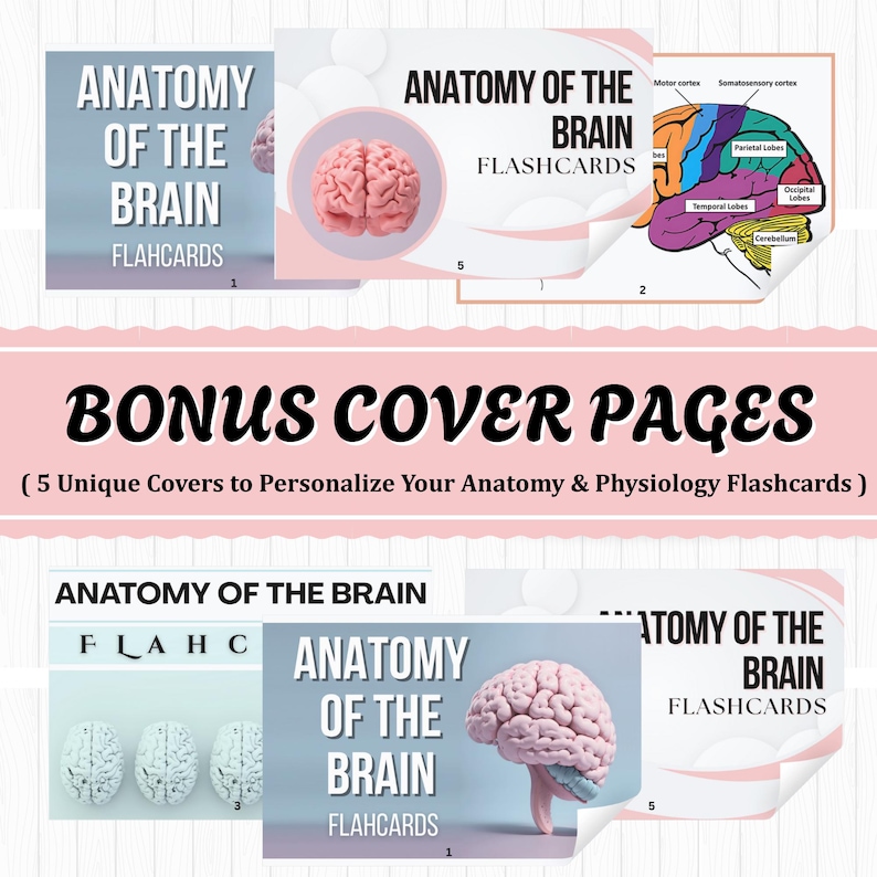 Anatomy Brain Flashcards Hyperlinked Bundle, Anatomy and Physiology ...