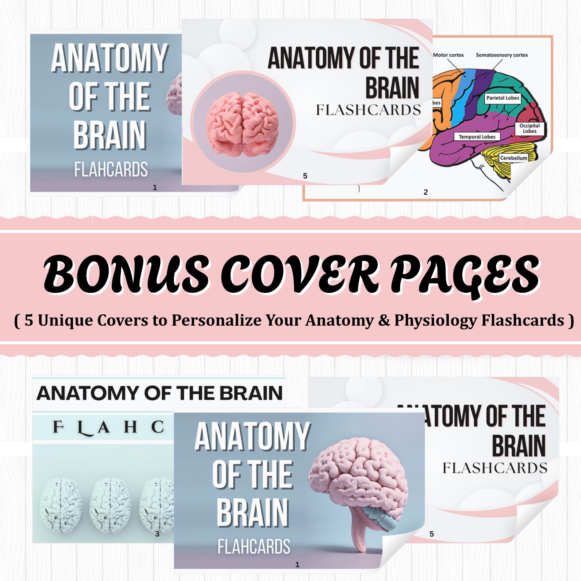 Anatomy Brain Flashcards Hyperlinked Bundle, Anatomy and Physiology ...