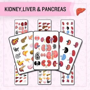 Digestive System Svg’s 1000 Bundle | Human Body SVG | Nursing Stickers ...