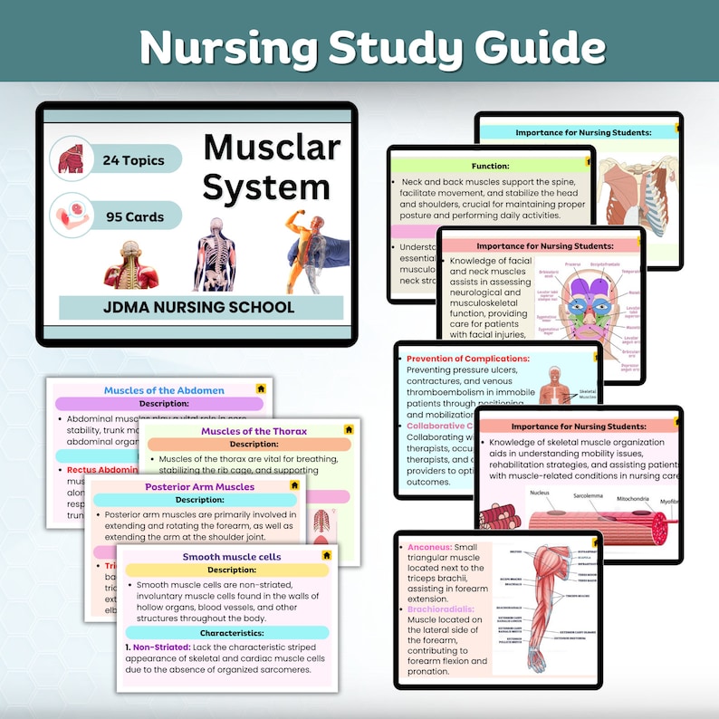 Muscular System Flashcard Fully Hyperlinked | Nursing Bundle | Medical ...
