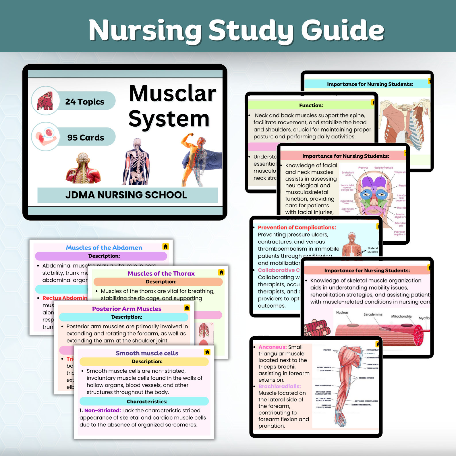 Muscular System Flashcard Fully Hyperlinked | Nursing Bundle | Medical ...