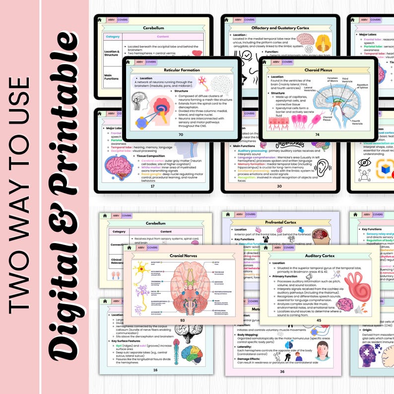 Anatomy Brain Flashcards Hyperlinked Bundle, Anatomy and Physiology ...