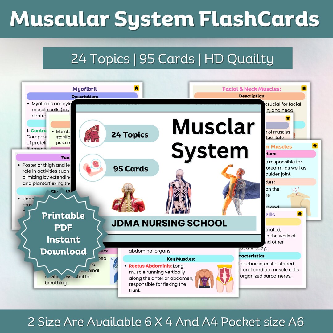 Muscular System Flashcard Fully Hyperlinked | Nursing Bundle | Medical ...