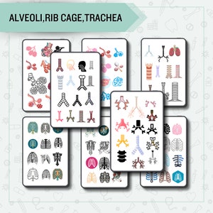 Respiratory System Sticker Bundle Pre-cropped | Sticker Bundle 700 ...