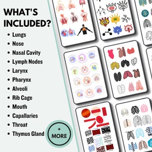 Respiratory System Sticker Bundle Pre-cropped | Sticker Bundle 700 ...