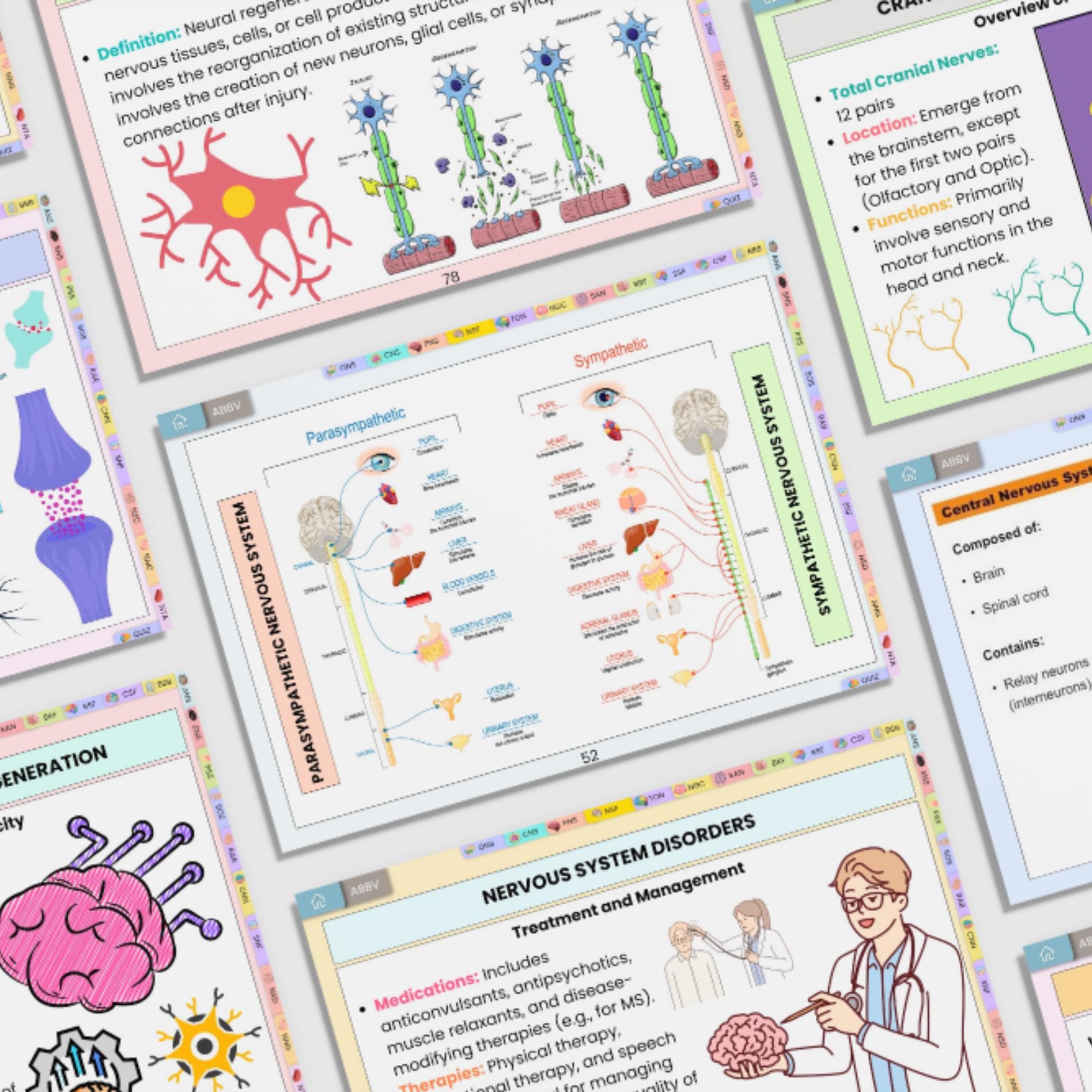 Nervous System Flashcards Hyperlinked, Med Surg Notes, Anatomy of Brain ...