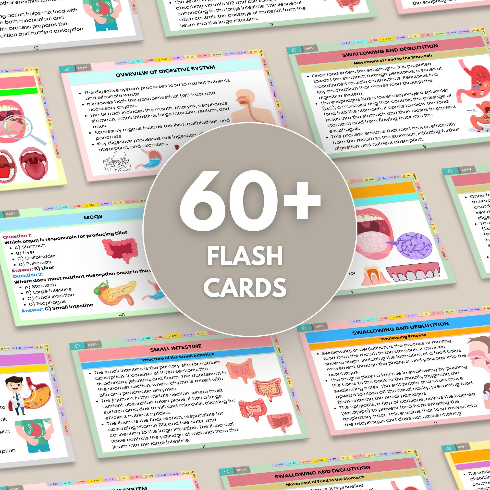 Digestive System Flashcards Bundle or Quiz With Hyperlinked | Human ...