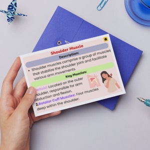 Muscular System Flashcard Fully Hyperlinked | Nursing Bundle | Medical ...