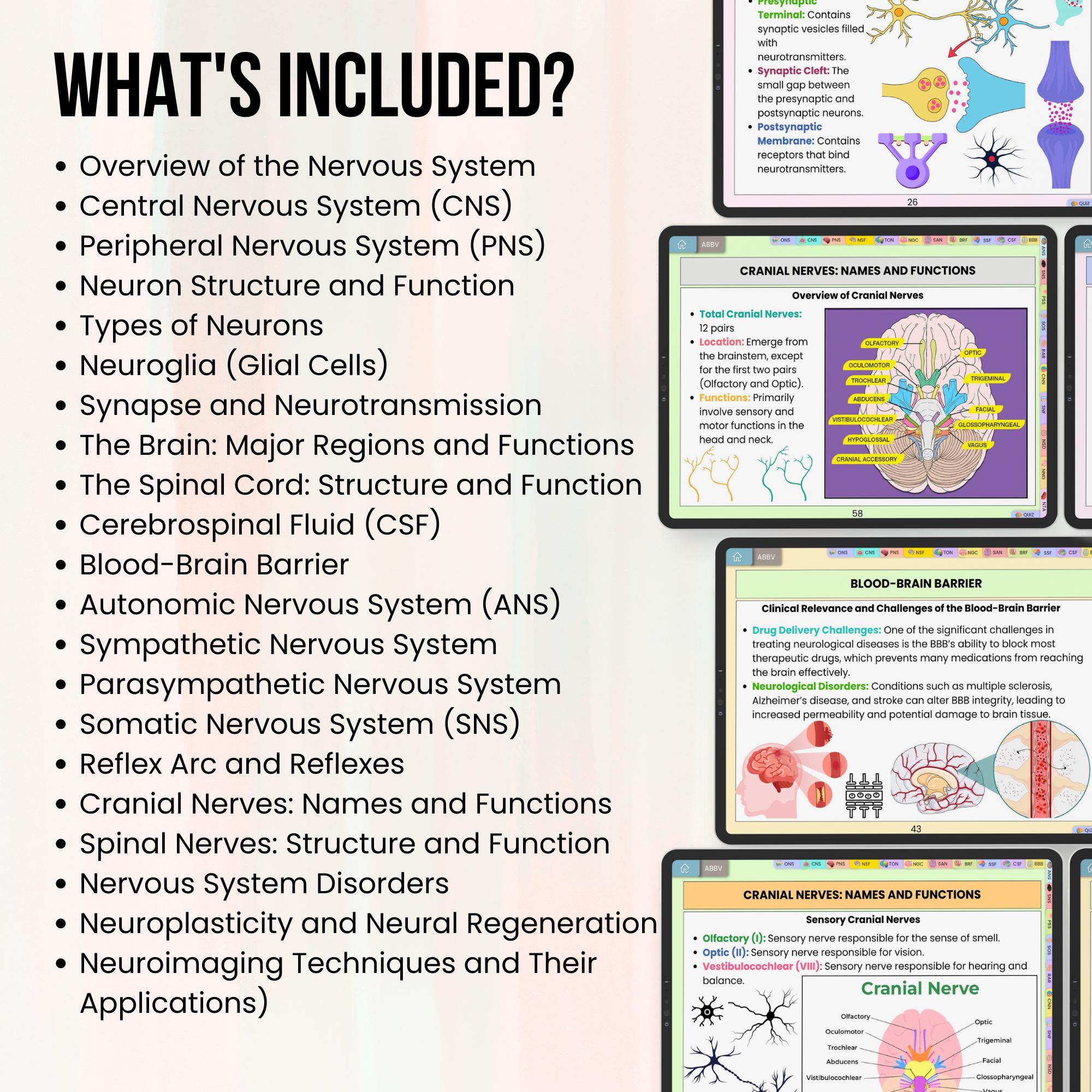 Nervous System Flashcards Hyperlinked, Med Surg Notes, Anatomy of Brain ...
