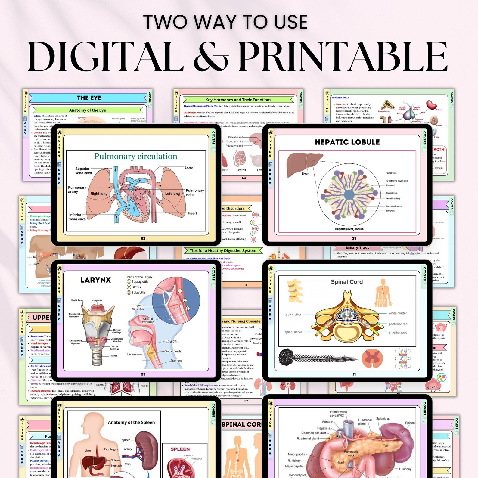 Anatomy & Physiology Flashcards 49 Topics or 235+pages With Free Cover ...