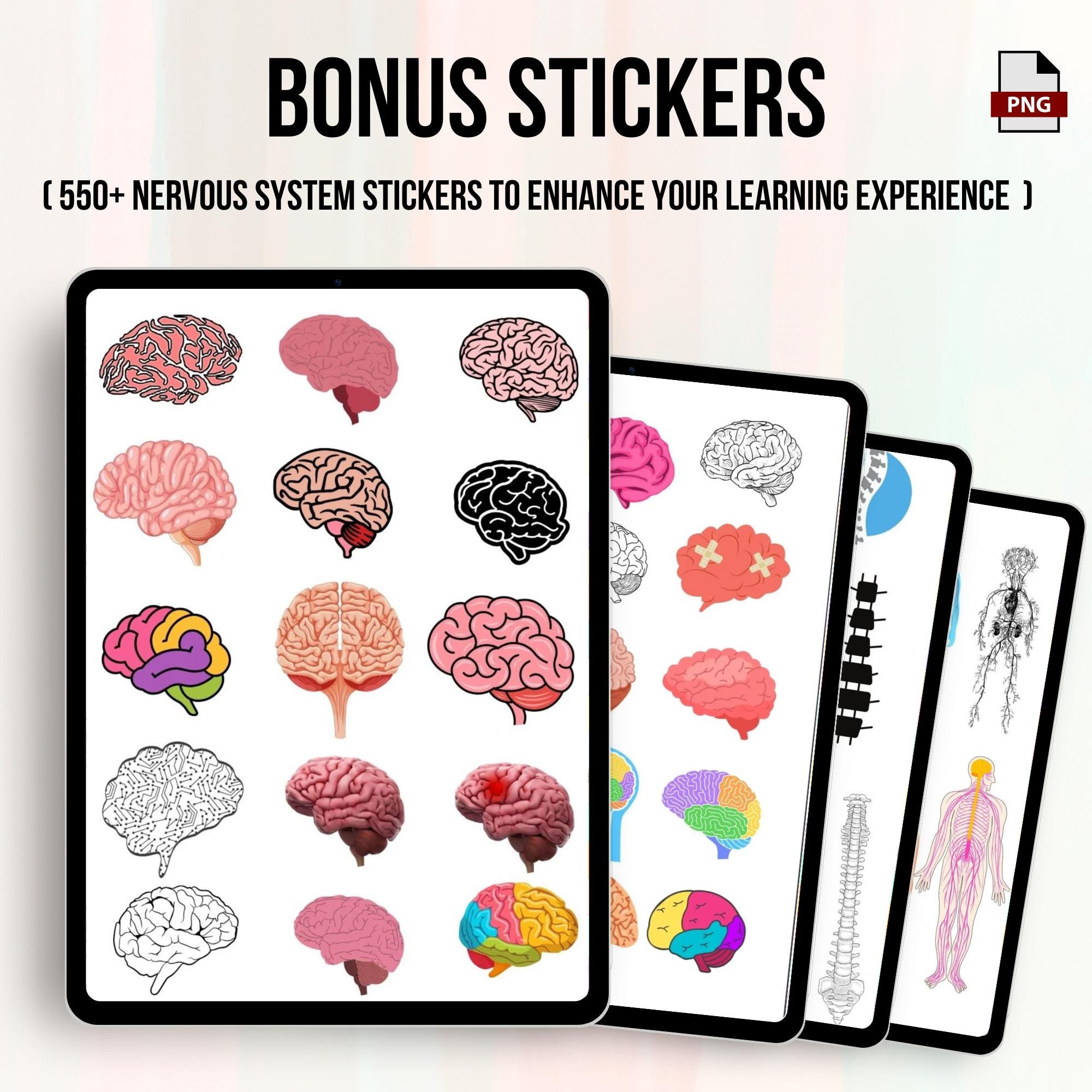 Nervous System Flashcards Hyperlinked, Med Surg Notes, Anatomy of Brain ...