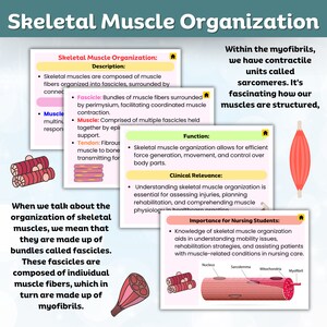 Muscular System Flashcard Fully Hyperlinked | Nursing Bundle | Medical ...
