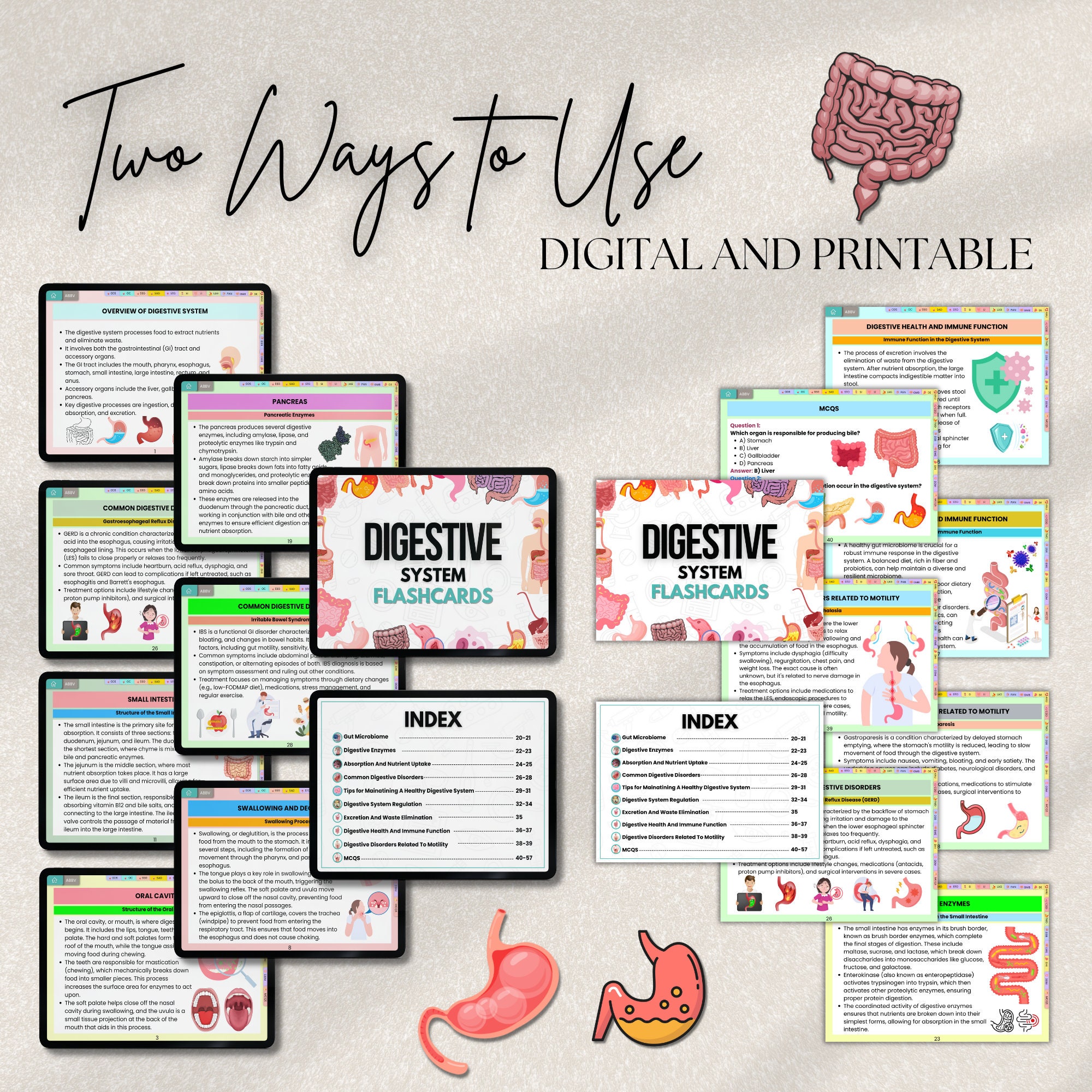 Digestive System Flashcards Bundle or Quiz With Hyperlinked | Human ...