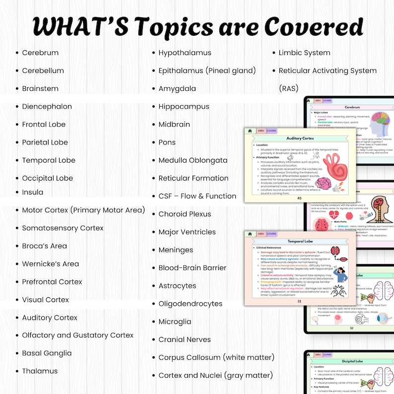 Anatomy Brain Flashcards Hyperlinked Bundle, Anatomy and Physiology ...