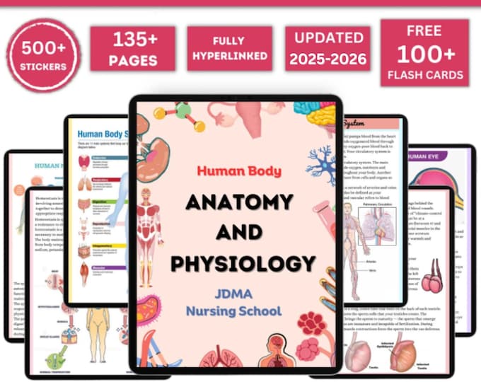 Bundle** Anatomy & Physiology Part 1 and 2 Bundle - Etsy