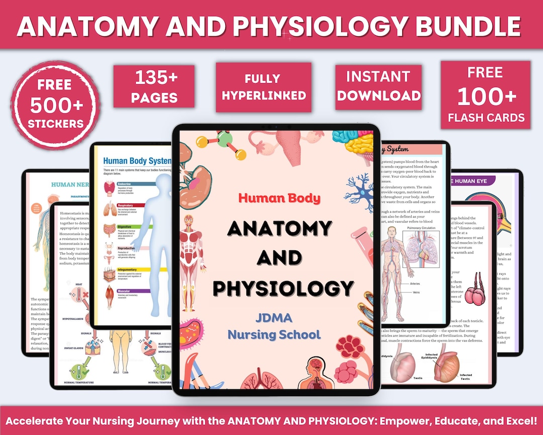 Anatomy & Physiology Bundle With Flashcards and Stickers | Anatomy ...