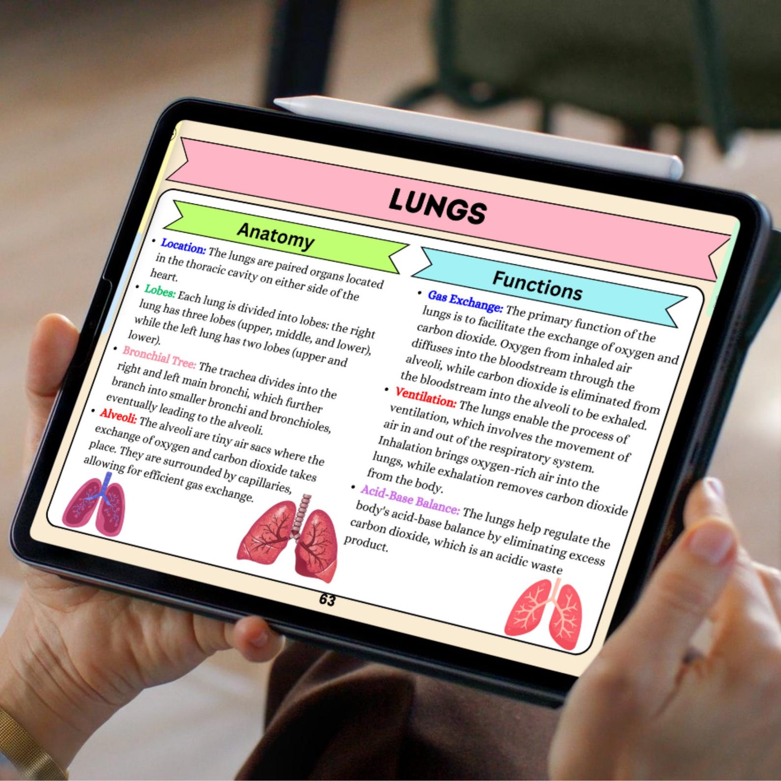 Anatomy & Physiology Flashcards 49 Topics or 235+pages With Free Cover ...
