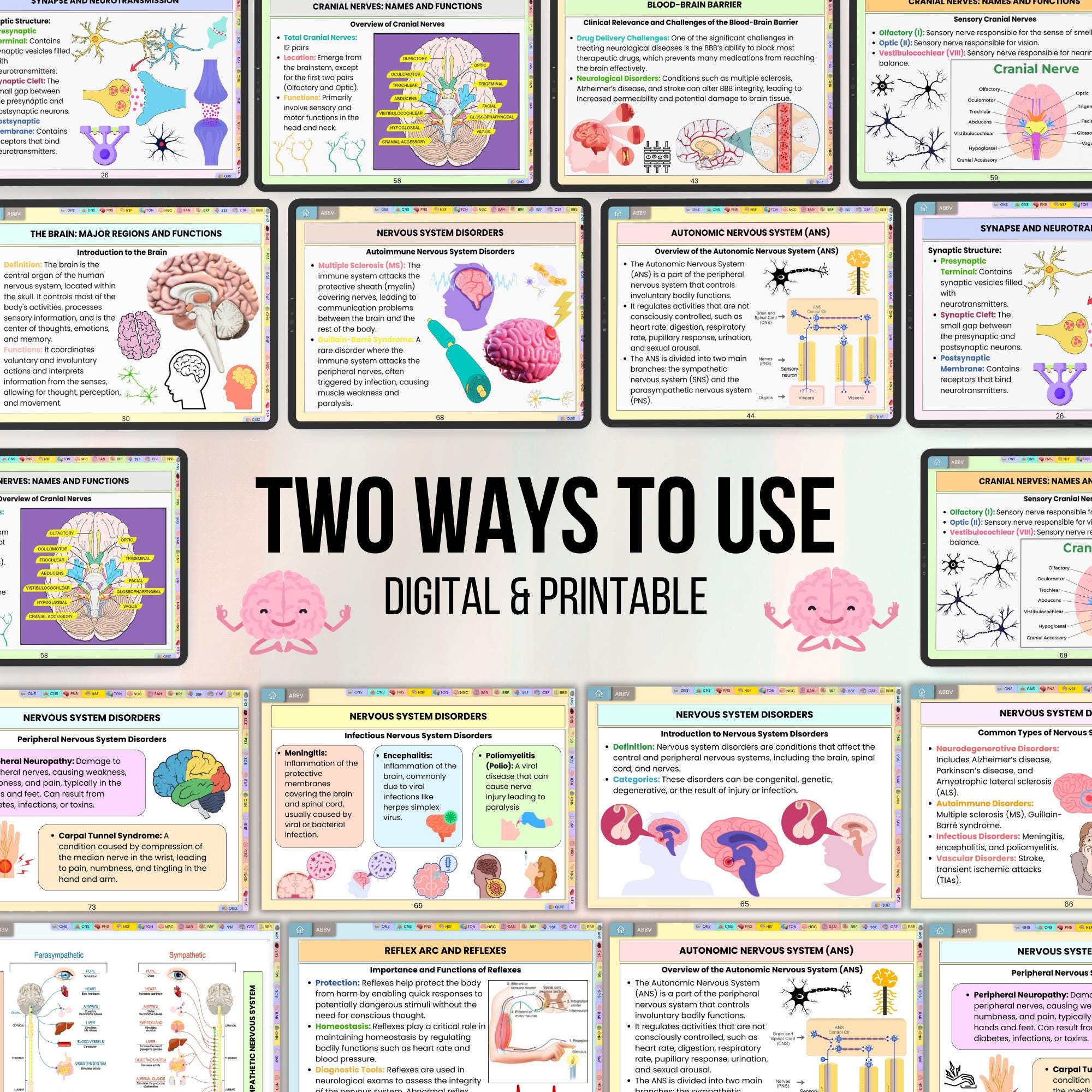 Nervous System Flashcards Hyperlinked, Med Surg Notes, Anatomy of Brain ...