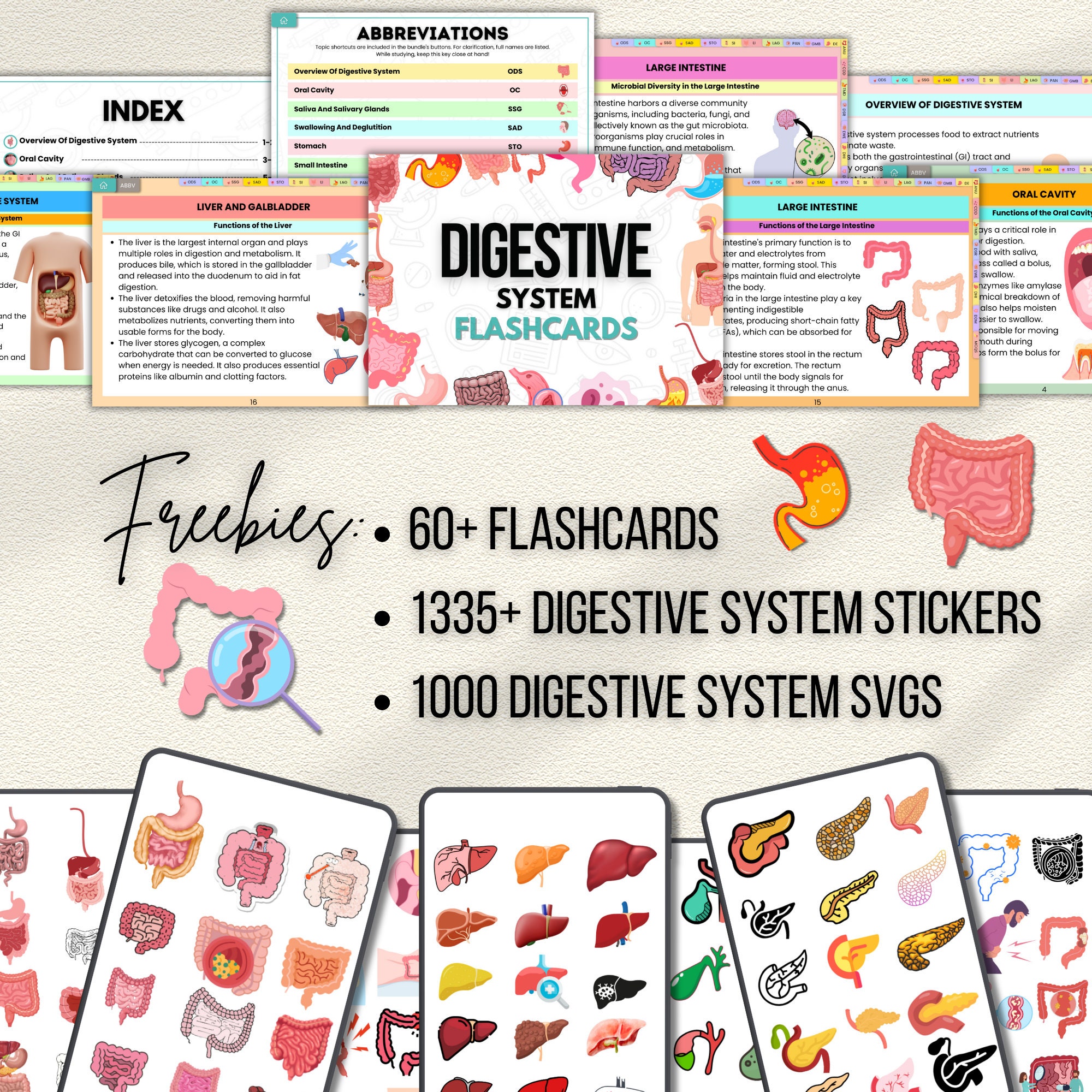 Digestive System Bundle With Flashcards, Svg’s, Quiz or Sticker | Human ...