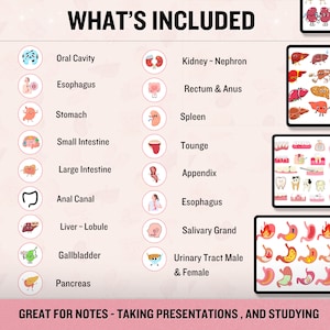 Digestive System Sticker | Human Body Stickers | Nursing Stickers ...