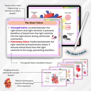 Cardiovascular System Flashcards Hyperlinked PDF | Nursing School ...