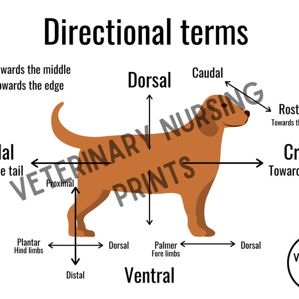 Veterinary Directional Terms - Etsy
