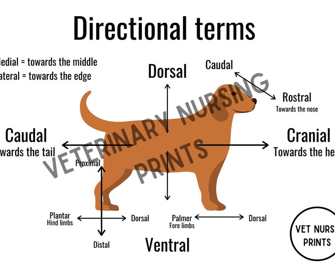 Veterinary Anatomical Directions Poster A4 - Etsy