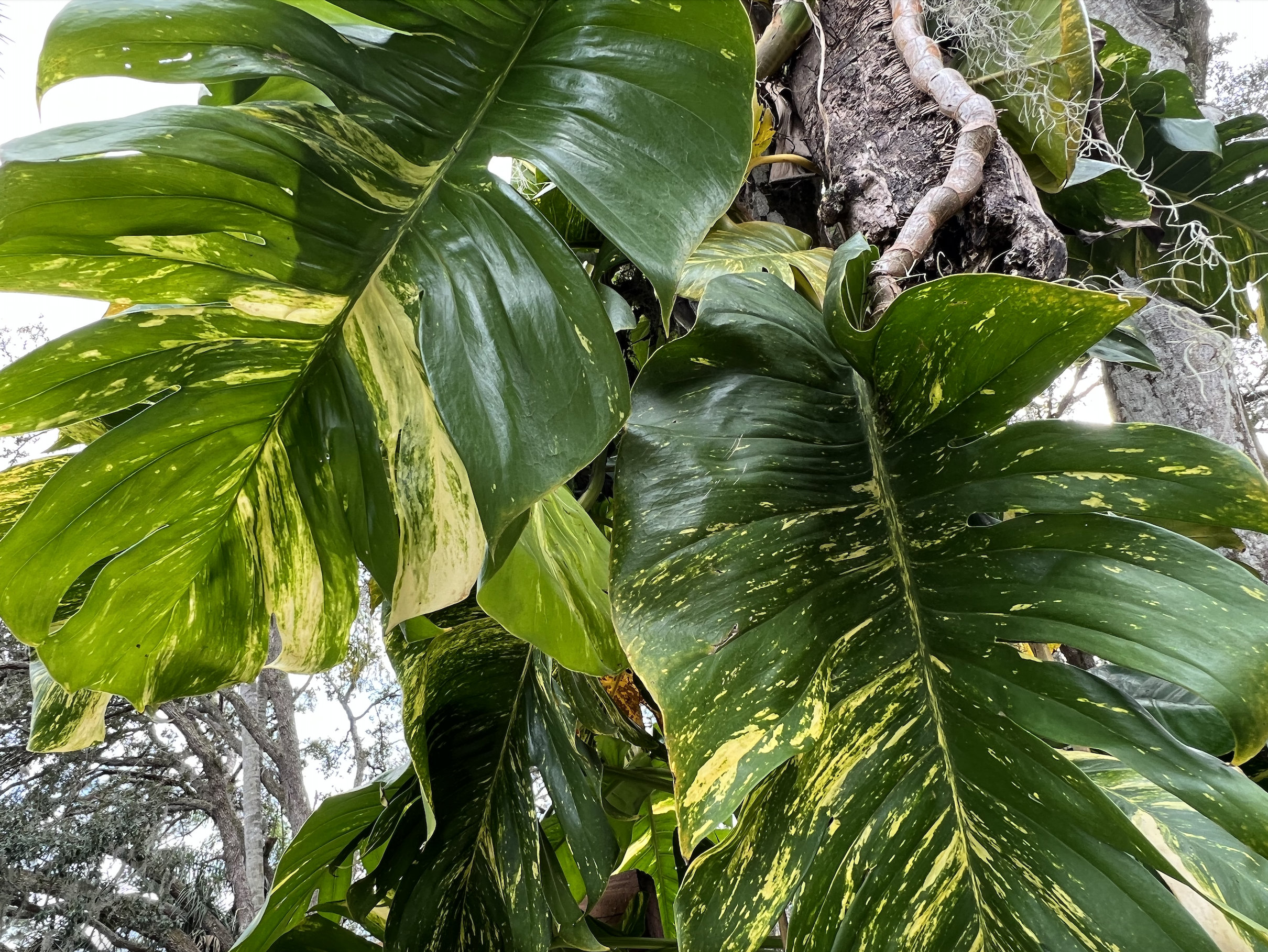 Giant Variegated Golden Pothos, Hawaiian Epipremnum Pinnatum Vine - Etsy