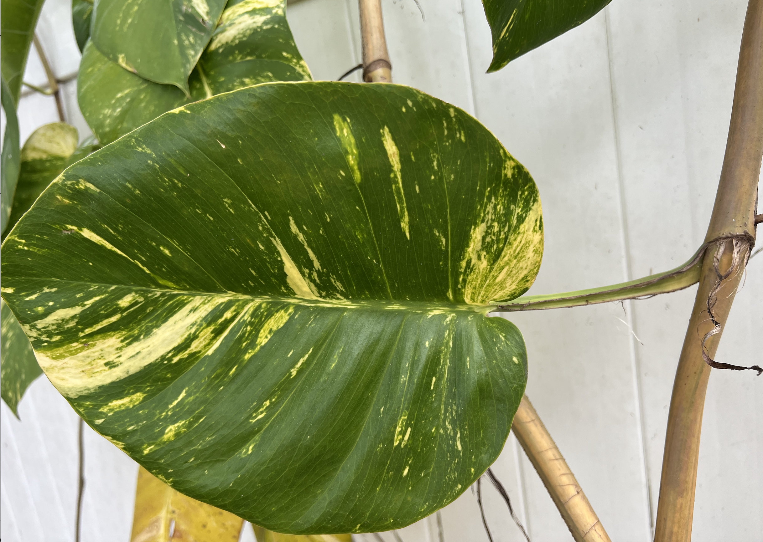 Giant Variegated Golden Pothos Hawaiian Epipremnum Pinnatum - Etsy