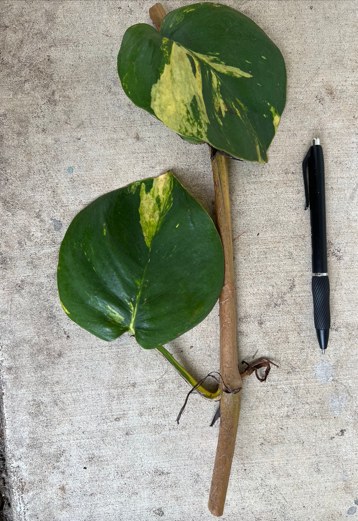 Giant Variegated Golden Pothos, Hawaiian Epipremnum Pinnatum Vine - Etsy