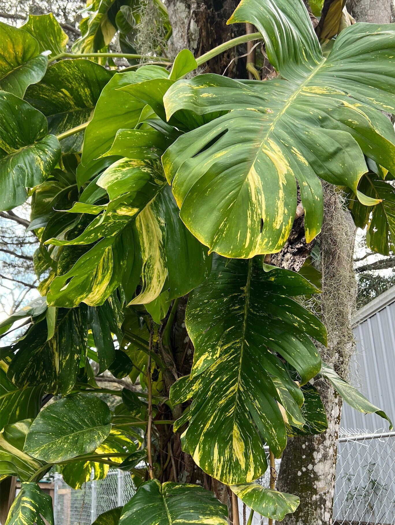 Giant Variegated Golden Pothos, Hawaiian Epipremnum Pinnatum Vine - Etsy