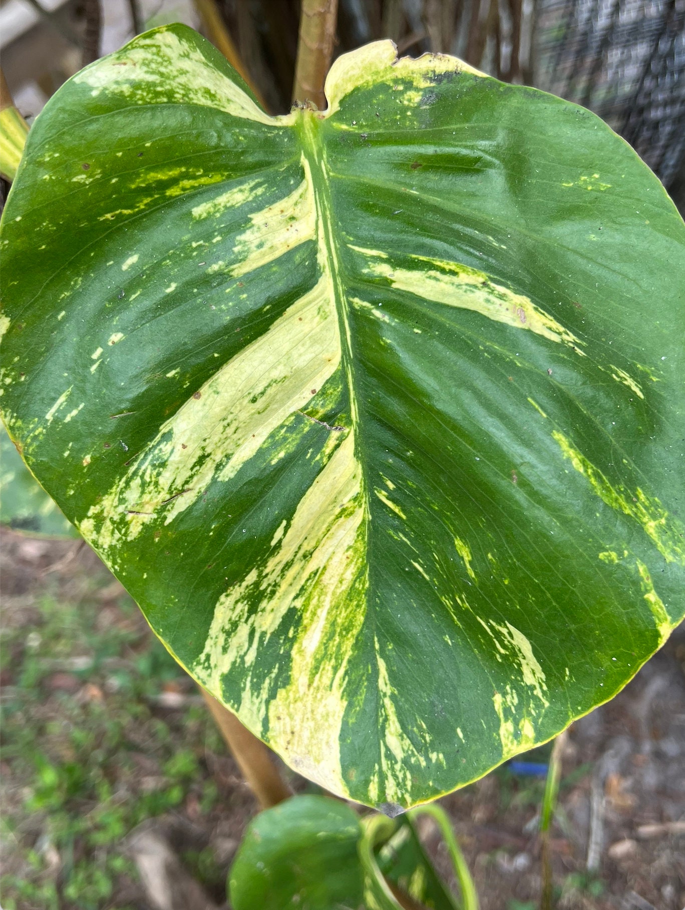 Giant Variegated Golden Pothos, Hawaiian Epipremnum Pinnatum Vine - Etsy