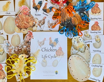 CHICKEN Mini Unit Study, Life Cycle, Anatomy, Nature Study, Science ...