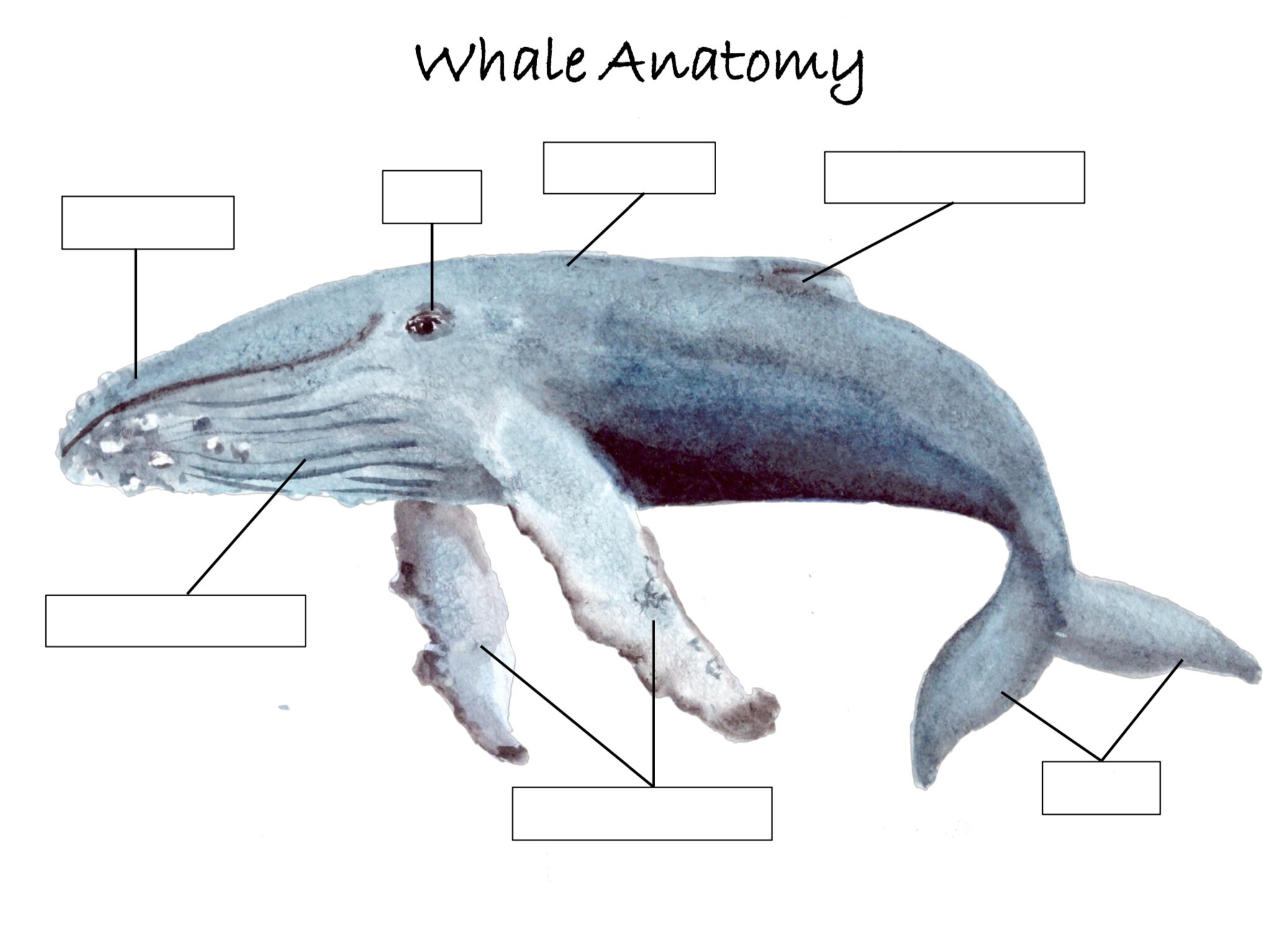 Whale Unit Study - Etsy