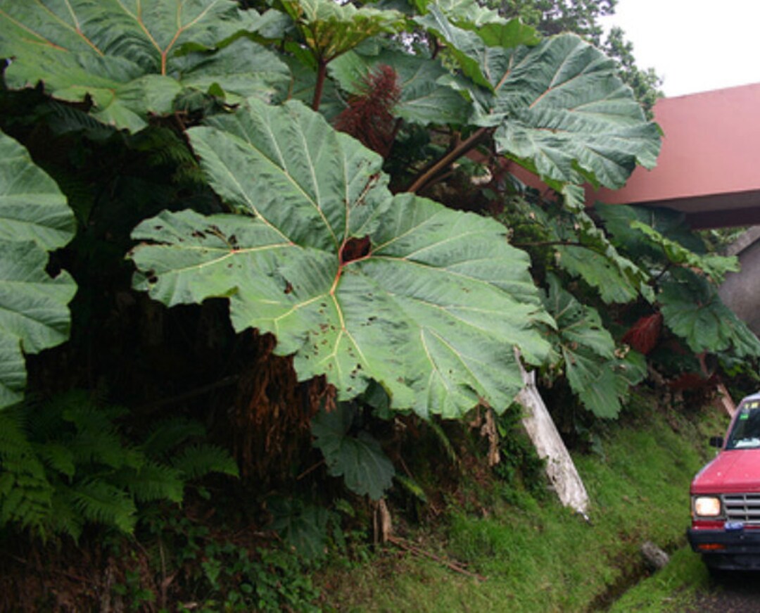 Costa Rican Poor Man Umbrella Plant 10 Seeds - Etsy Canada