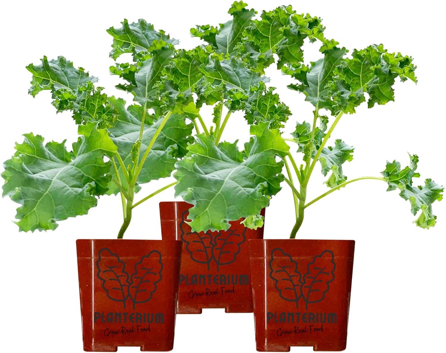 Blue Curled Vates Live Kale Plants | 3 Pack | 5" - 10" Tall - Etsy